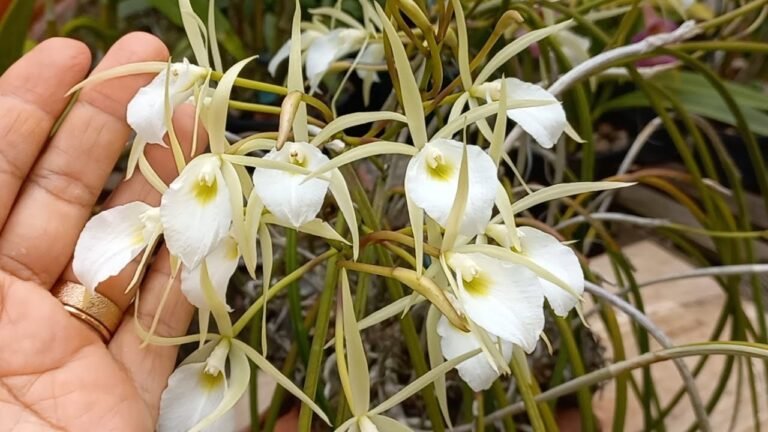Orquídea Brassavola: Espécies, Híbridos Famosos e Como Cultivar com ...