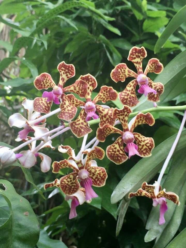 Orquídea Vanda: Beleza Exótica e Cultivo Aéreo em Alta Performance ...